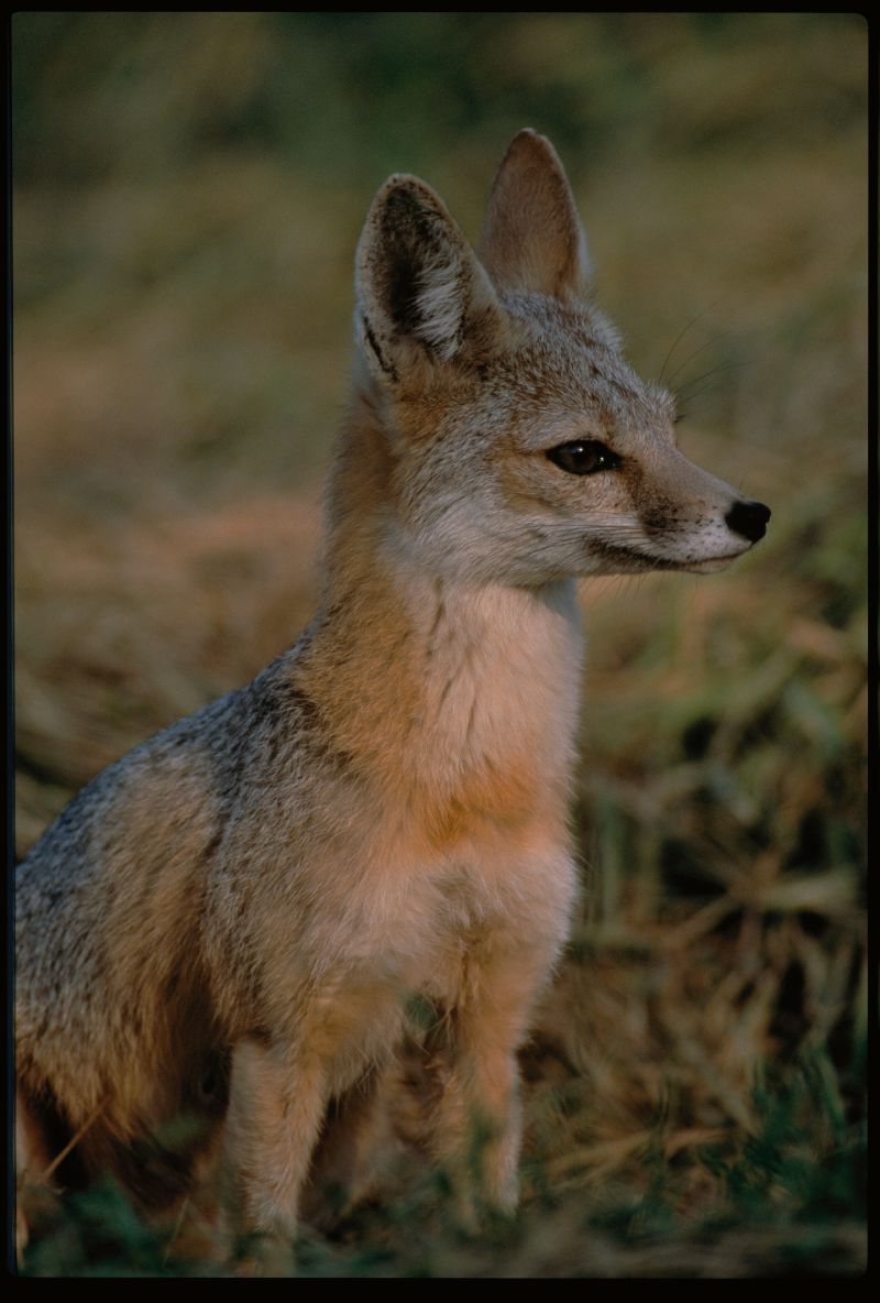 Kit Fox Vulpes Macrotis Mammal
